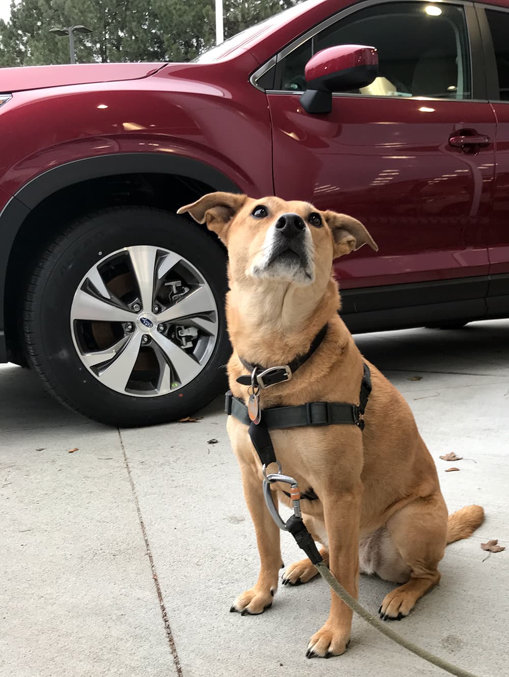 Pet Friendly Subaru Dealership in Albany, NY – Goldstein Subaru Blog